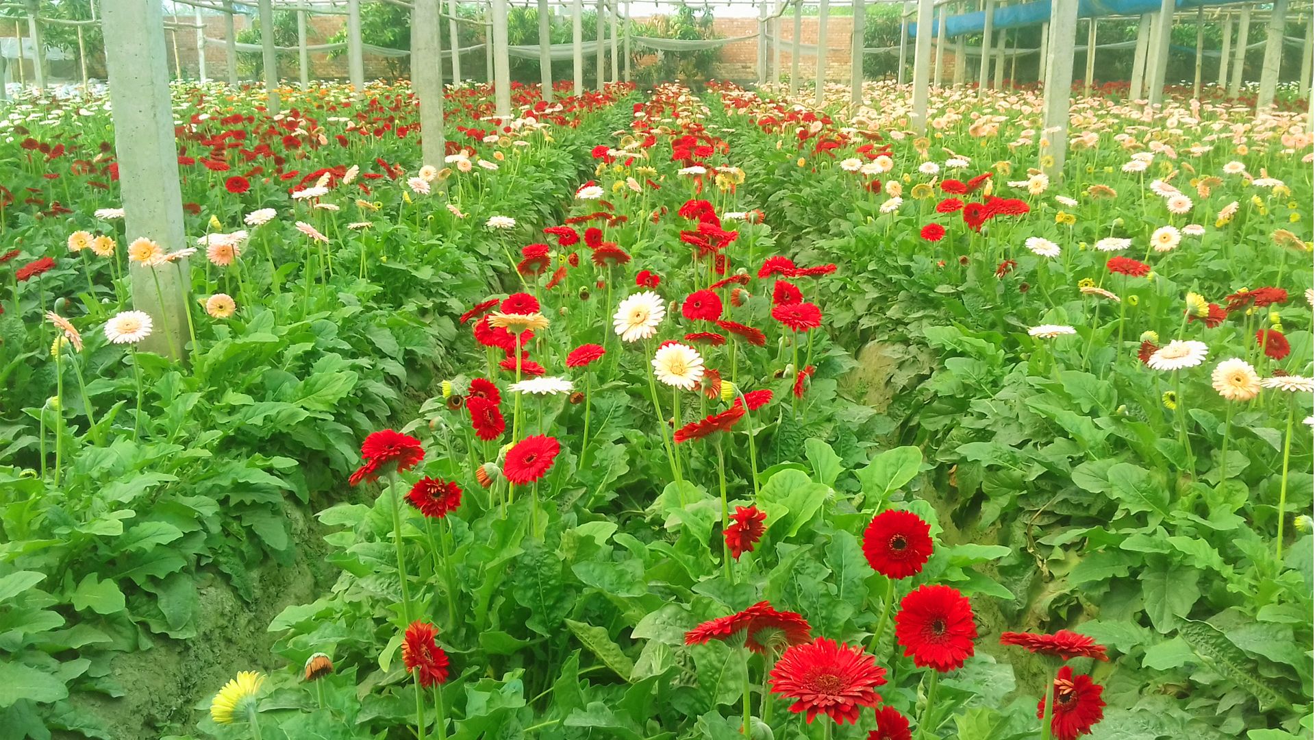 Kisan Botanix Limited -- High Yielding || Disease Free || Safe & Reliable